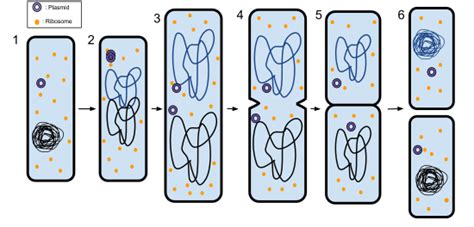 Aqa Biology Gcse 9 1 Topic 1 Binary Fission Diagram Quizlet