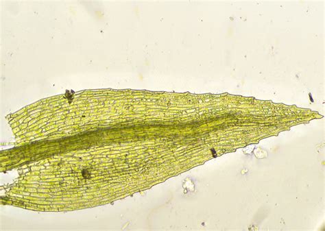 Pohlia Andalusica British Bryological Society