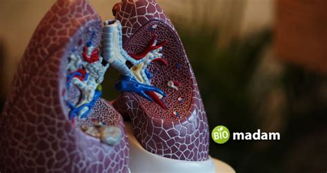 Difference Between Asthma And Bronchitis Biomadam