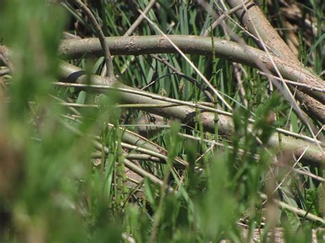 Corn Crake Facts Diet Habitat And Pictures On Animaliabio