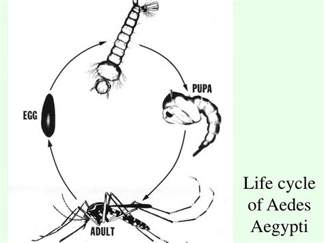 Ppt The World Distribution Of Aedes Aegypti Powerpoint Presentation