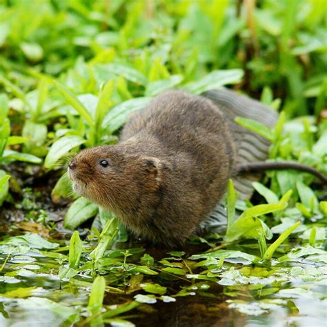 Rodents In The Uk — Apc Management