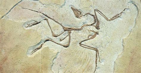 An Ancient Bird Was Found Fossilized With Its Egg Inside Hints At Possible Death Due To Unborn An Ancient Bird Was Found Fossilized With Its Egg Inside Hints At Possible Death Due To Unborn