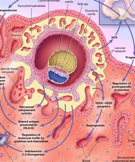Human Blastocyst Implantation