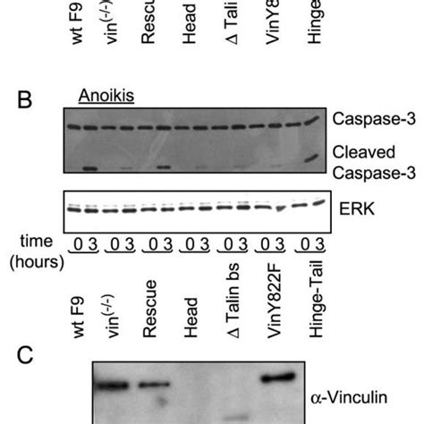 Role Of Various Regions Of Vinculin In The Control Of Apoptosis Role Of Various Regions Of Vinculin In The Control Of Apoptosis