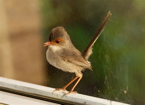 2560x1440 Wallpaper Gray Small Bird Peakpx