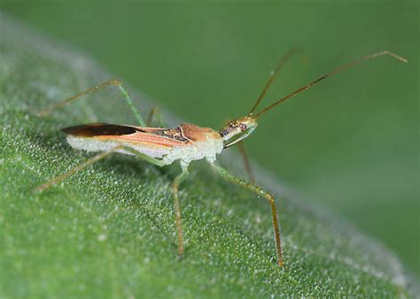 Leafhopper Assassin Bug Zelus Renardii Bugguide