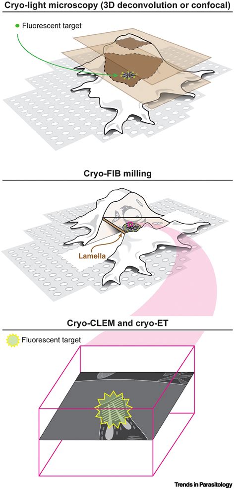 Parasitology Meets Cryo Electron Tomography Exciting Prospects Await