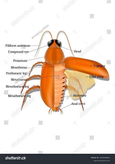 Cockroach Body Parts Cockroach Pictures Photo Gallery With Images