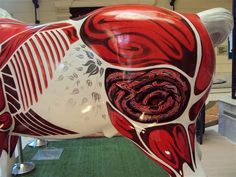 Horse Body Painting On Behance