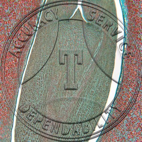 Ricinus Communis Seed Non Median Ls Prepared Microscope Slide