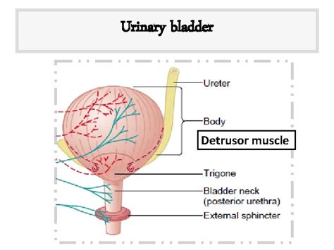 Micturition Specific Learning Objectives What Is Micturition Nerve