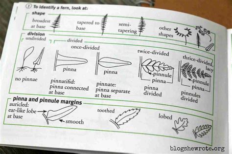 The Beginners Guide To Studying Ferns Blog She Wrote