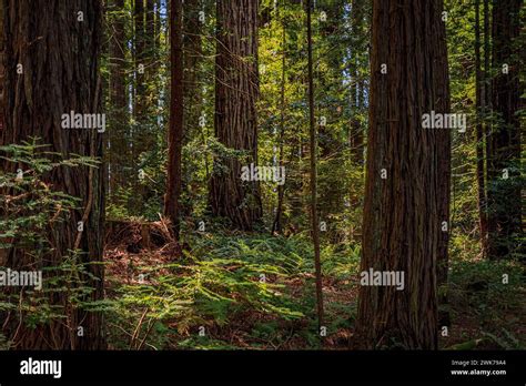 Giant Ancient Sequoia Trees In The Redwoods Forest In Northern