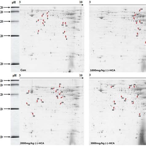 The Activities Of Mitochondria Specific Marker Enzymes A Cytochrome Download Scientific