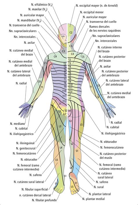 Sensibilidad Trastornos Síntomas Medicina Interna Basada En La Evidencia Medical Anatomy