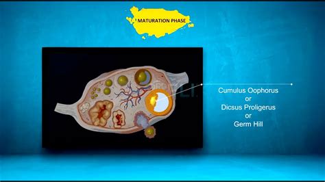 Oogenesis Explained Gametogenesis In Females Multiplication Growth