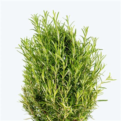 Rosemary Plant House Plants Delivery Toronto Jomo Studio