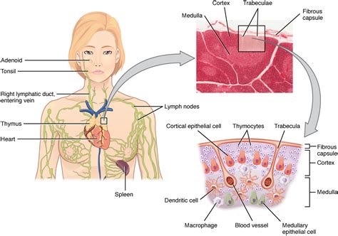 Difference Between Thyroid And Thymus Difference Between Thyroid Vs