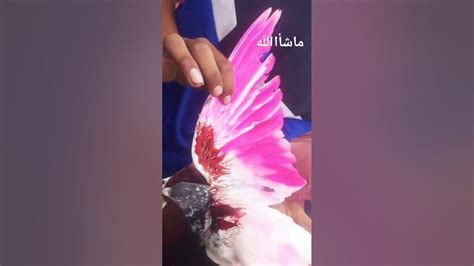 شوق شانی مہر دا Youtube