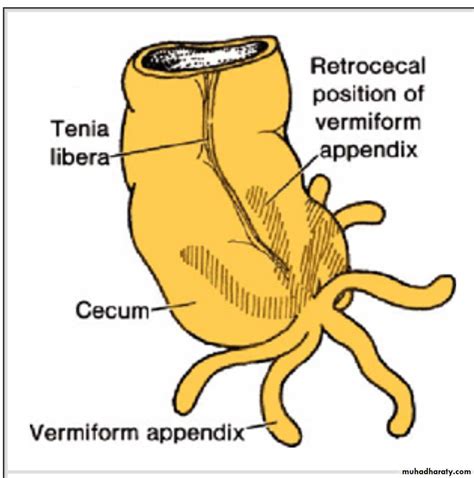 Digestive System Pptx غير معروف Muhadharaty