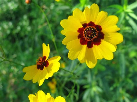 Coreopsis Tinctoria Plains Coreopsis World Of Flowering Plants