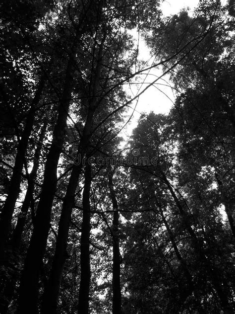 Black And White Landscape Photography Forest