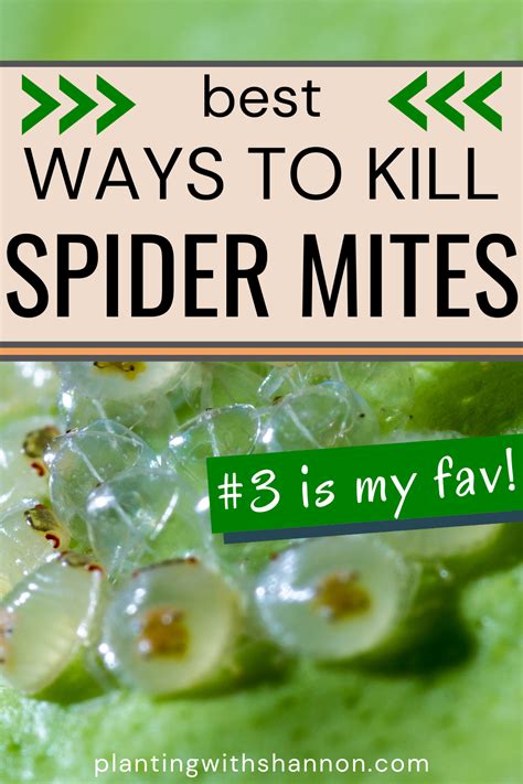 Spider Mites Artofit