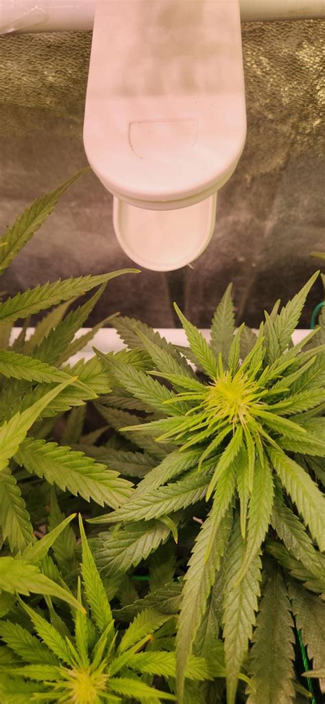 Polyploid Mutation Week 3f R Microgrowery