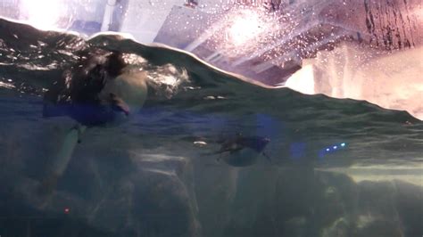 2014 03 01 海生館企鵝 Youtube