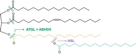 Molecular Structure Of Triacylglycerol Estolide Adipose Triglyceride