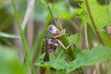 Premium Photo Meadow Grasshopper On The Plants Close Up
