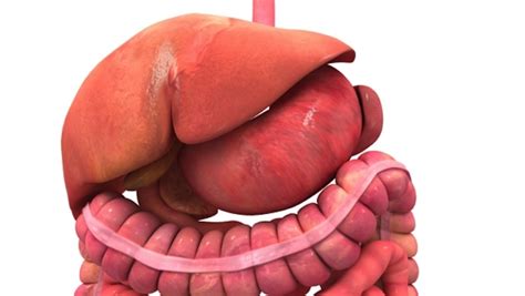 Digestive System In 3d