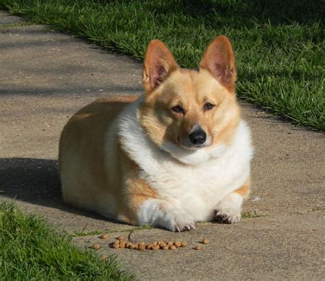 Obese Corgi