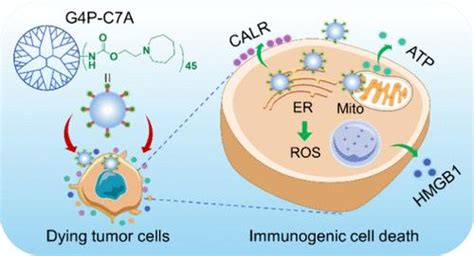 基于 Pamam 的聚合物免疫原性细胞死亡诱导剂增强癌症免疫治疗journal Of The American Chemical Society X Mol