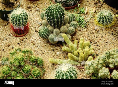 Different Species Of Cactus Growing In Sand In Botanical Garden Stock