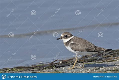 Common Ringed Plover Stock Image Image Of Ornithology 256236361