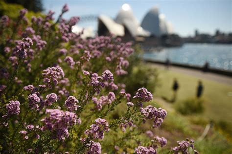 Australia In The Spring