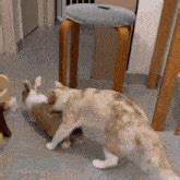 Cat Humping S Tenor