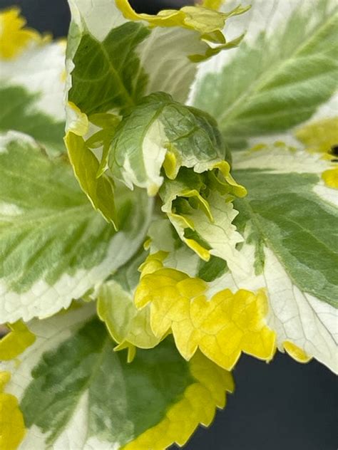 Hydrangea Macrophylla New Wave Hydrangea Keeping It Green Nursery