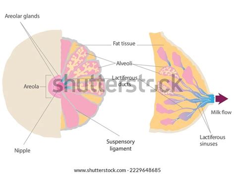 Anatomy Breast During Lactation Milk Moves Stock Vector Royalty Free