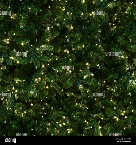 Seamless Pine Tree Texture