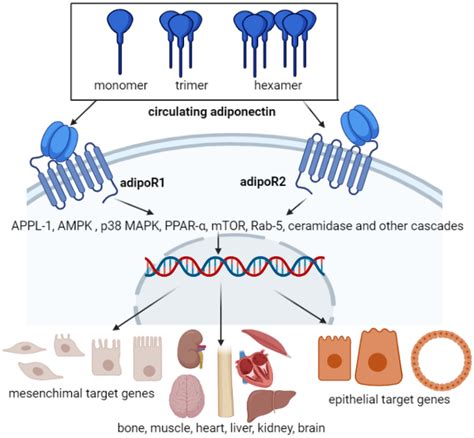 Adiponectin And Its Receptors And Schematic Representation Of