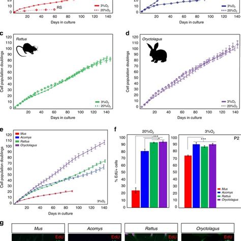 View Of The Endometrium With P16 Positively Stained Cells In The