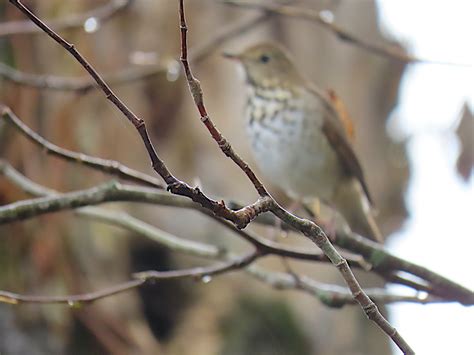 Voici La Grive Solitaire Les Quatre Saisons