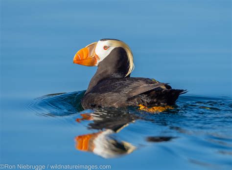 Tufted Puffin Kodiak Island Alaska Photos By Ron Niebrugge