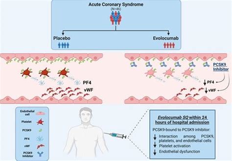Giuseppe Raucci On Linkedin Platelet Activation And Endothelial