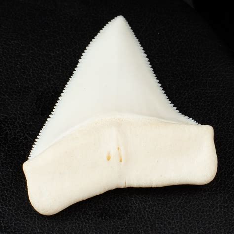 Carcharodon Carcharias The Eternal Fascination Of The Great White