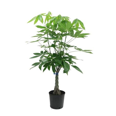 14 In Money Tree Pachira Aquatica Indoor Plant 1006300063 The Home