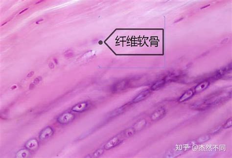 组胚实验图《软骨和骨》 知乎